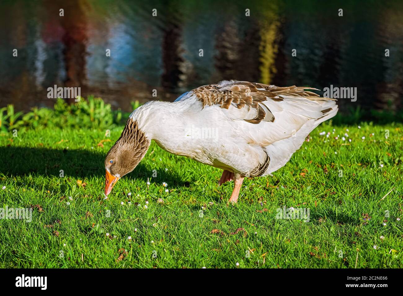 Goose watching amsterdam hi-res stock photography and images - Alamy