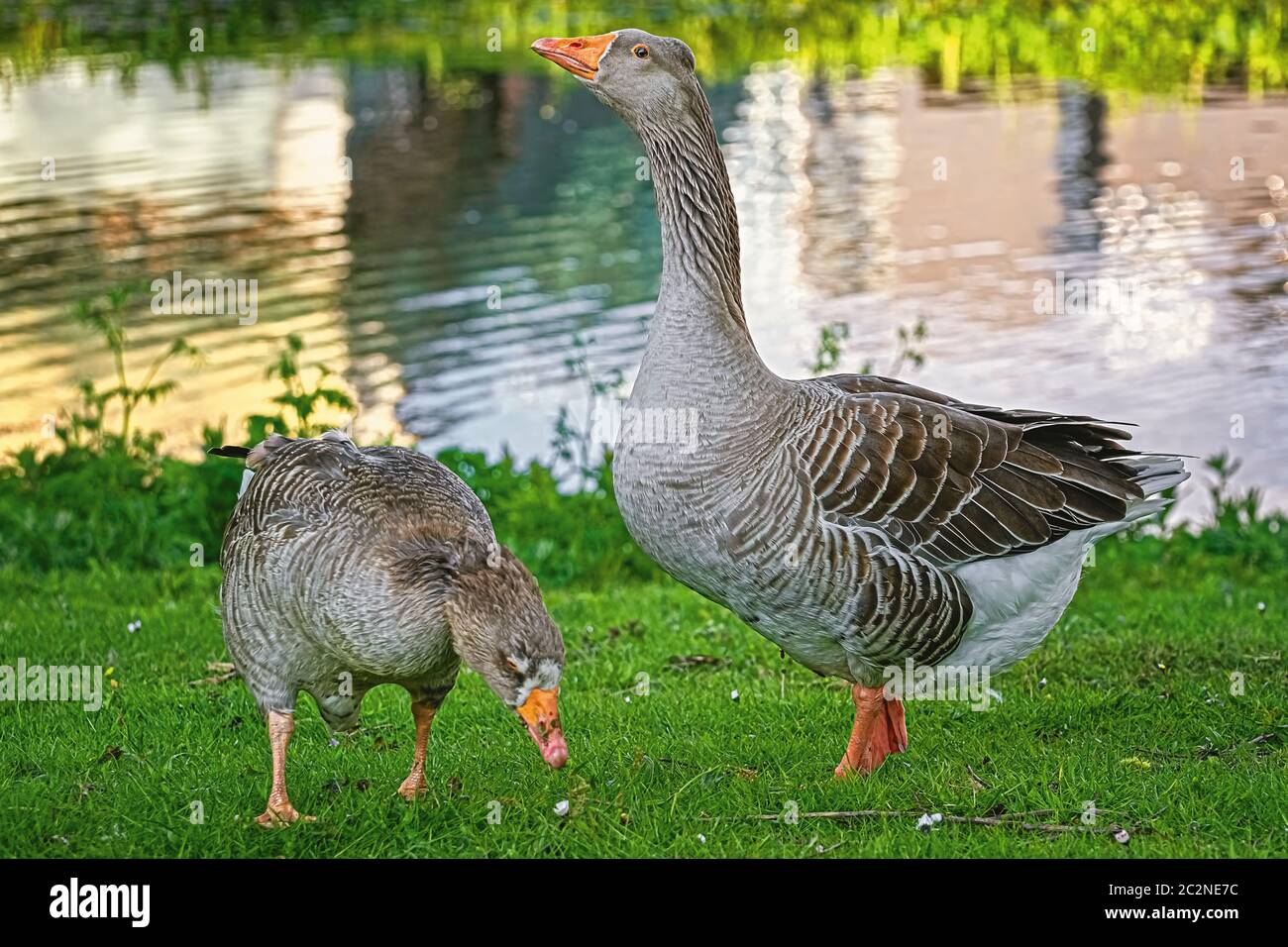 Grey Geese on the Bank of a River Stock Photo - Alamy