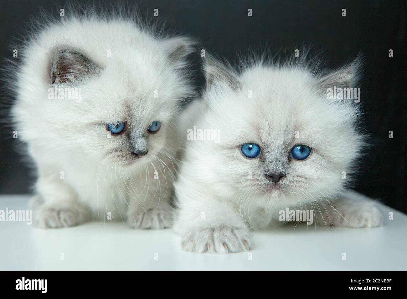 Portrait of white Kitten Stock Photo - Alamy