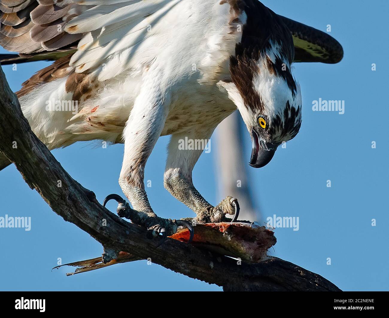Osprey in Tree Eating Fish Stock Photo - Alamy