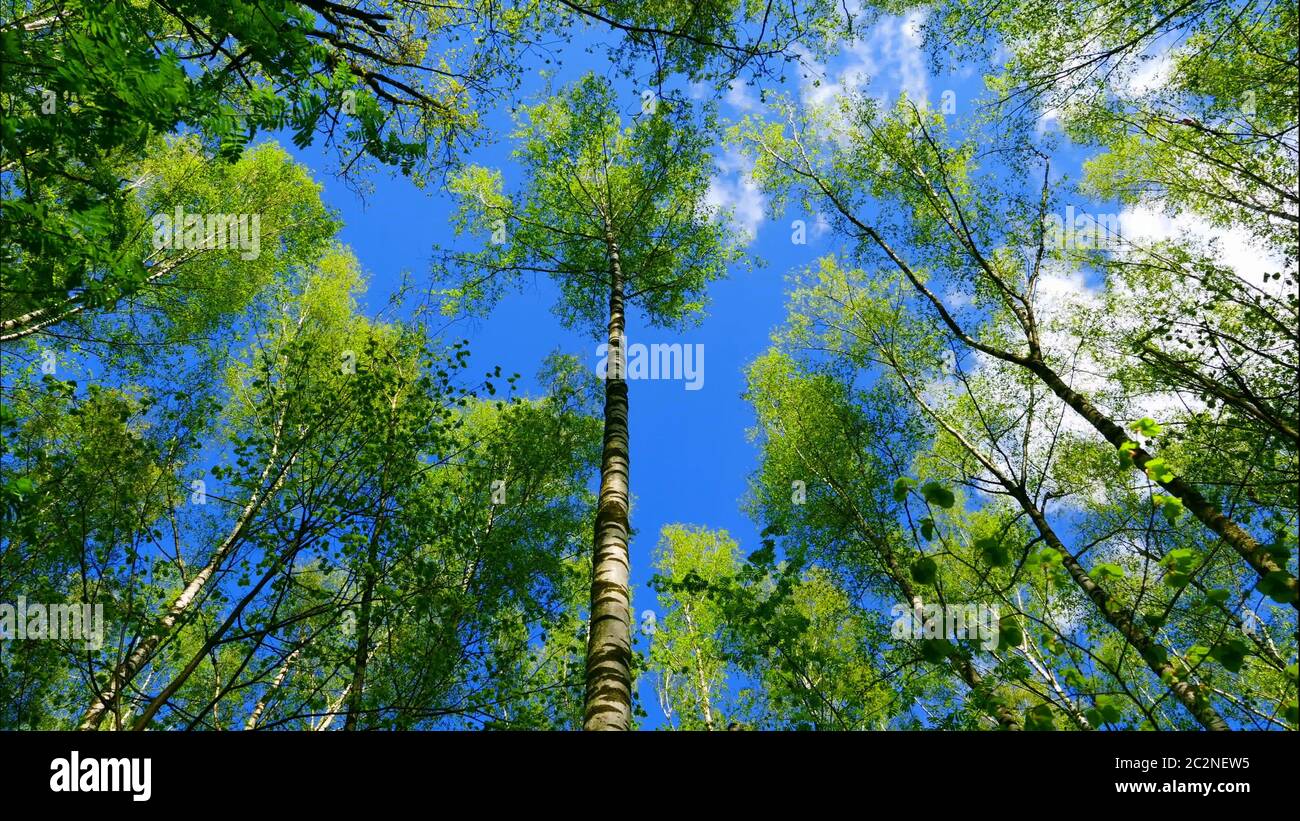 Looking up to tree canopy hi-res stock photography and images - Alamy