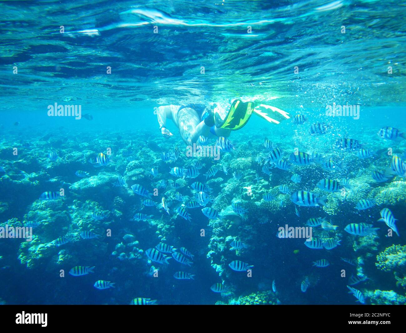 Diver swimming underwater hi-res stock photography and images - Alamy