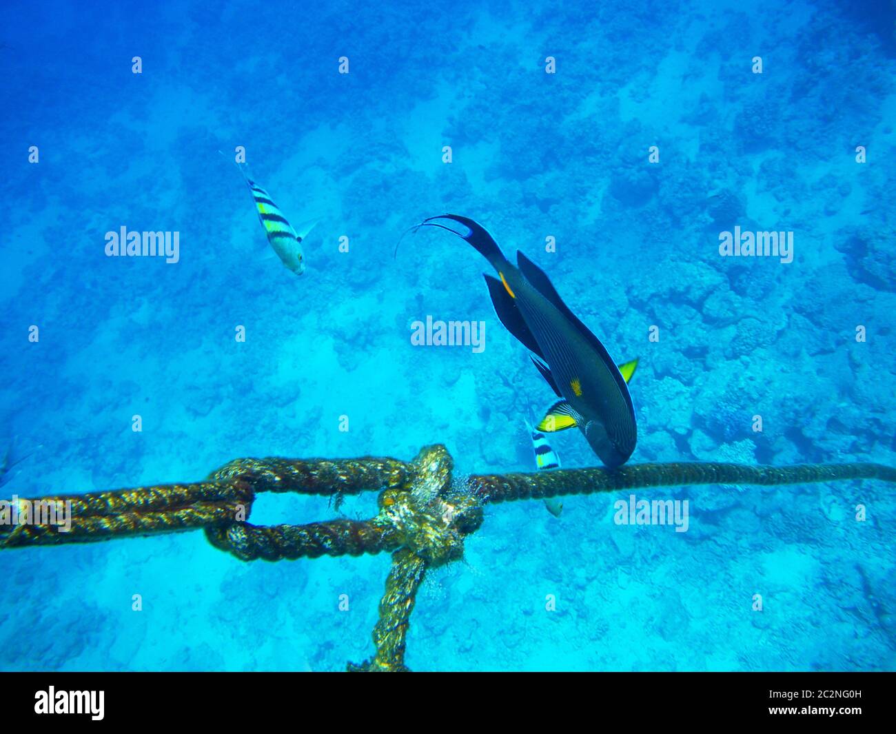 Big color fish in sea abyss Stock Photo - Alamy