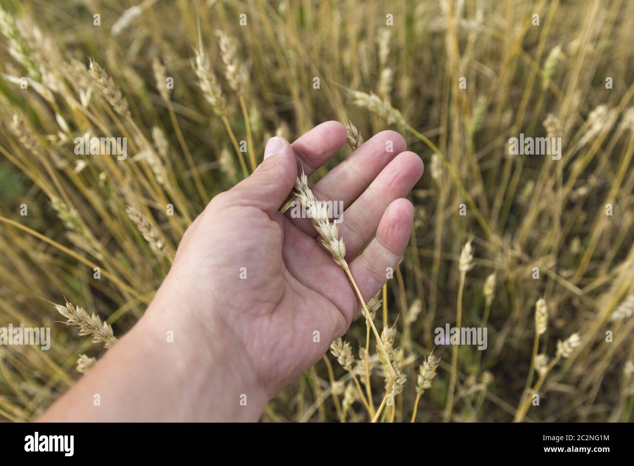 Farmer in field touching his wheat ears Stock Photo - Alamy