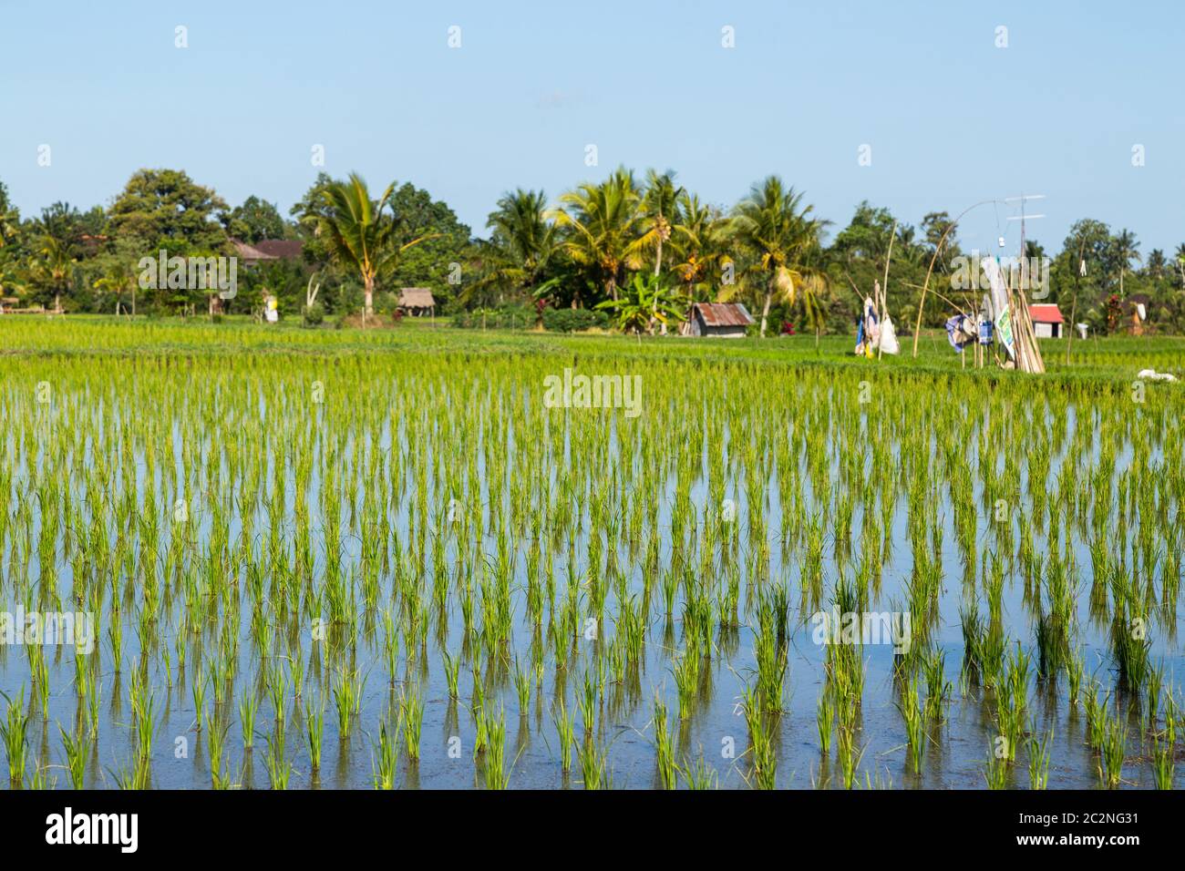 View of rice fields detail in Java, Indonesia, Asia Stock Photo - Alamy