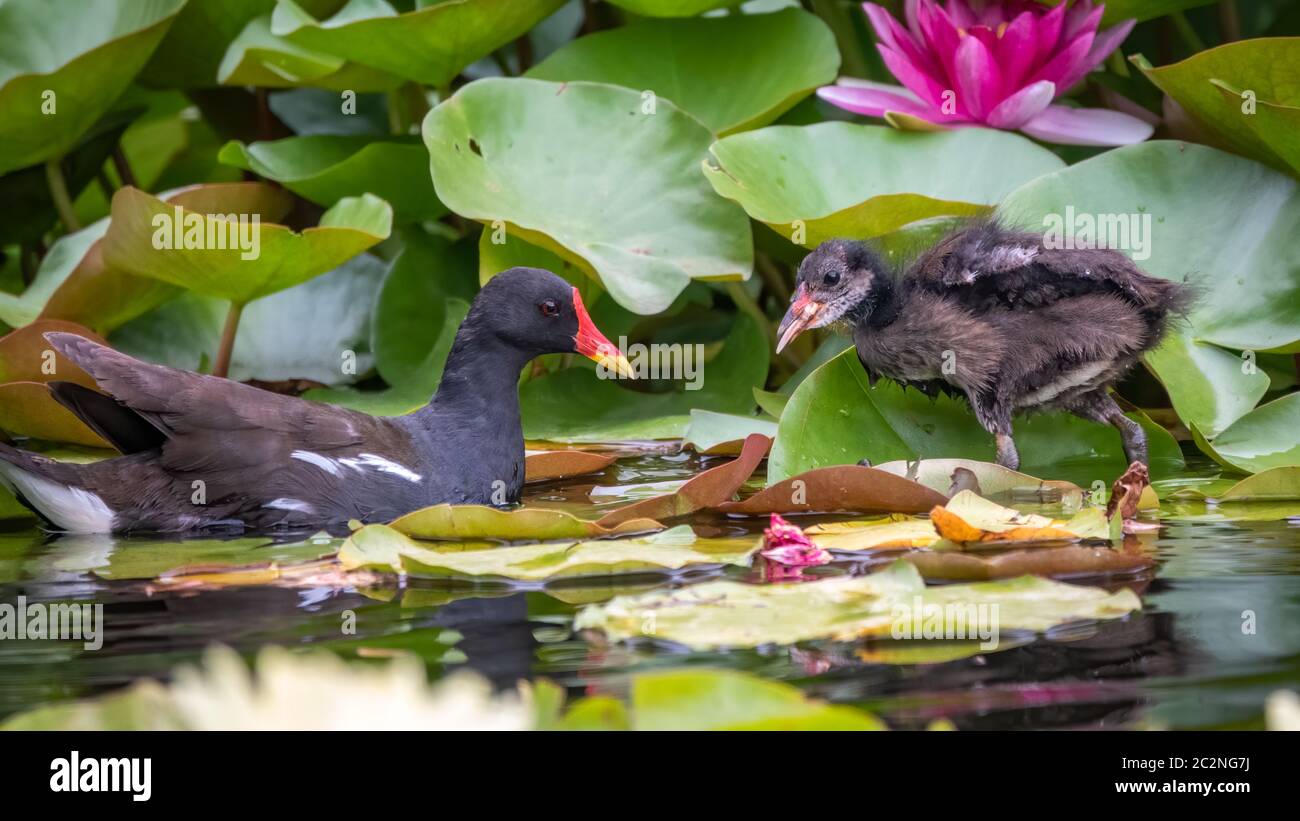 Juvenile swamp chicken hi-res stock photography and images - Alamy