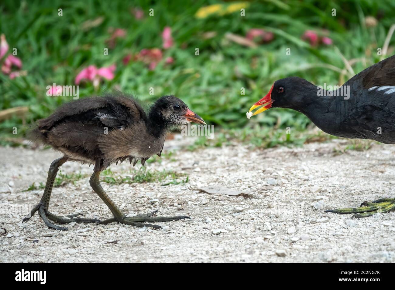 Common moorhen feeds its chick, Gallinula chloropus, water or swamp ...