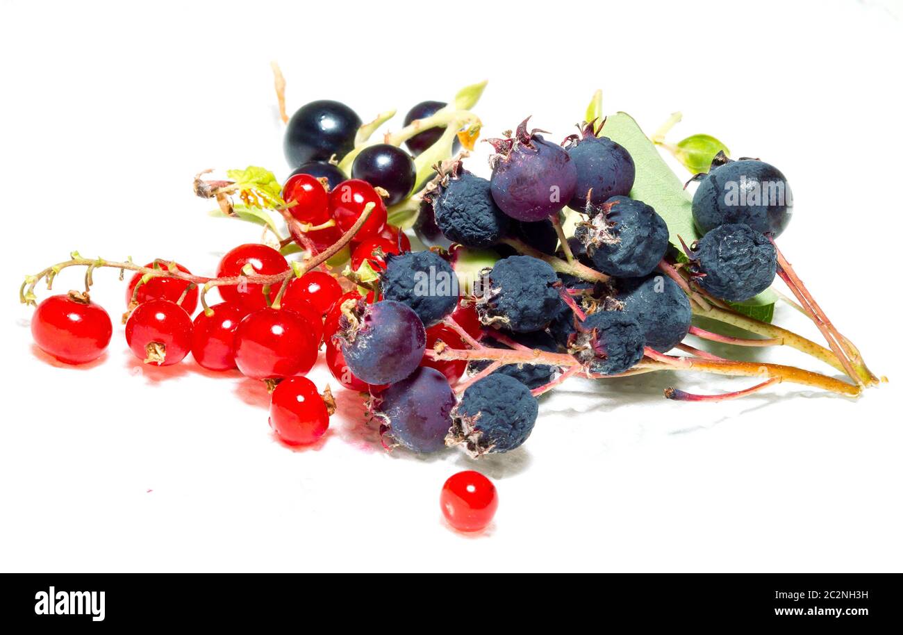 Black and red berries Stock Photo - Alamy