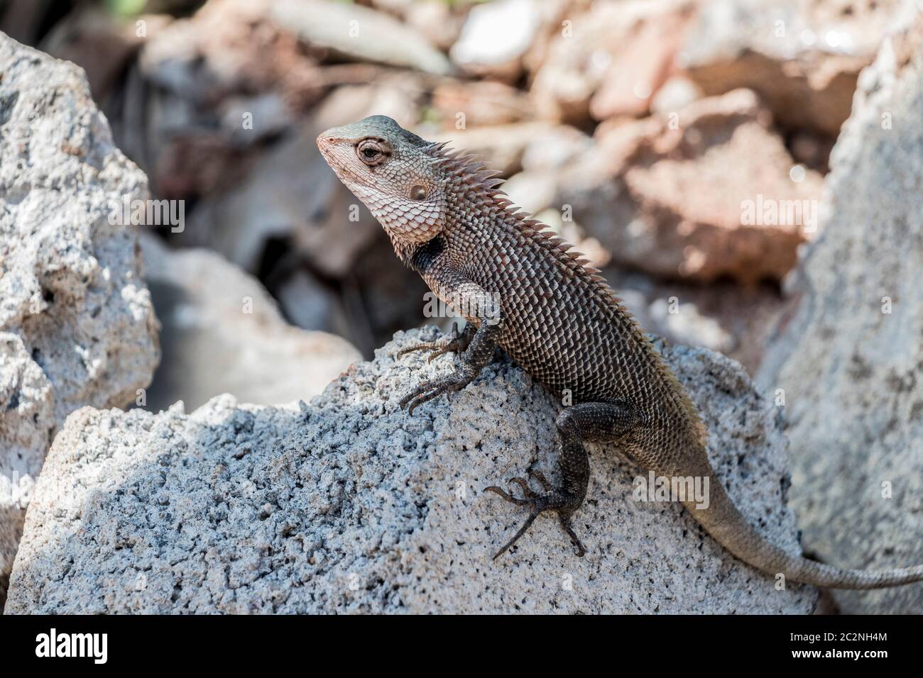 Lizard, agame, reptiles from Sri Lanka in Asia Stock Photo - Alamy