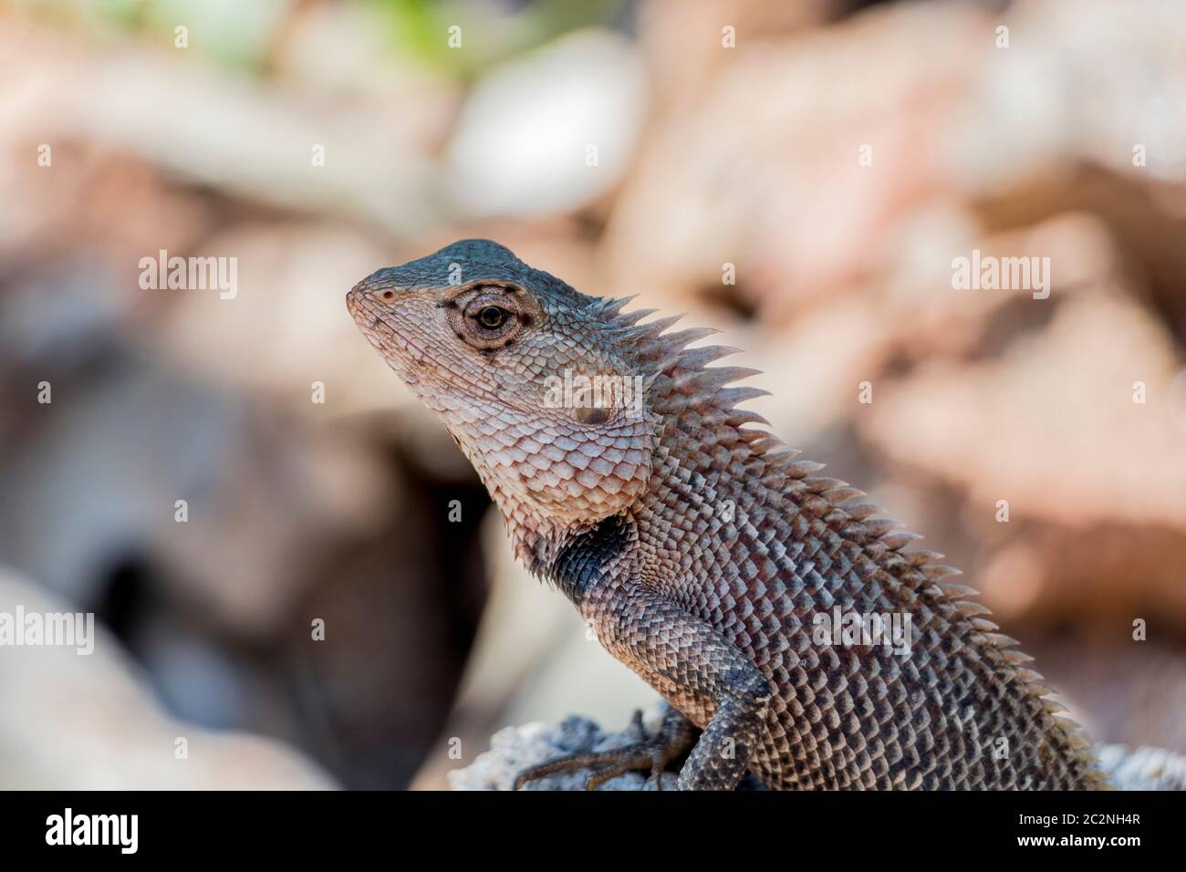 Lizard, agame, reptiles from Sri Lanka in Asia Stock Photo - Alamy
