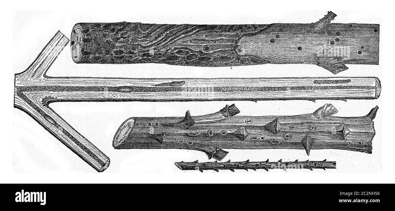 Magdalis violacea hi-res stock photography and images - Alamy