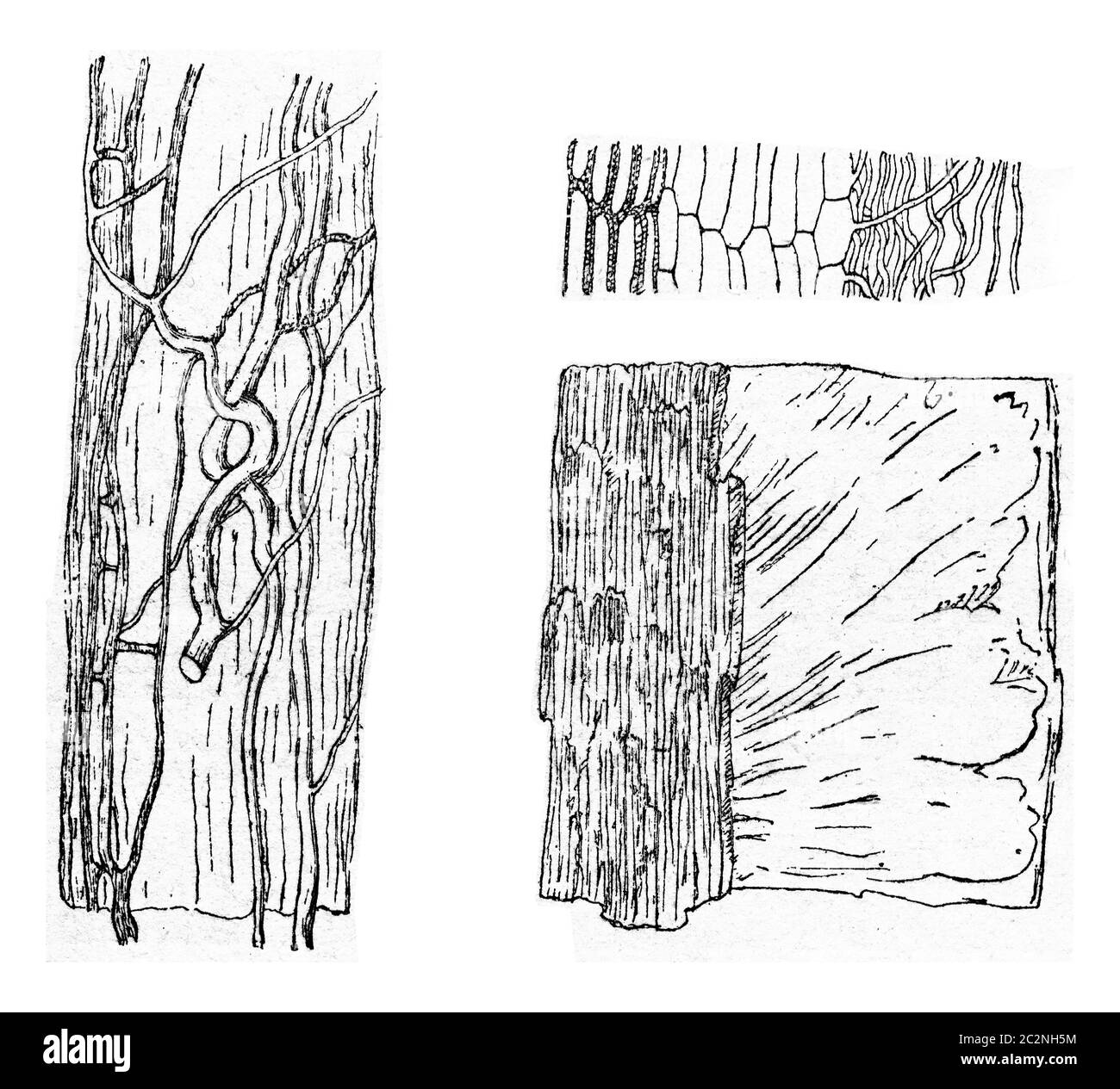 Melleus hi-res stock photography and images - Alamy