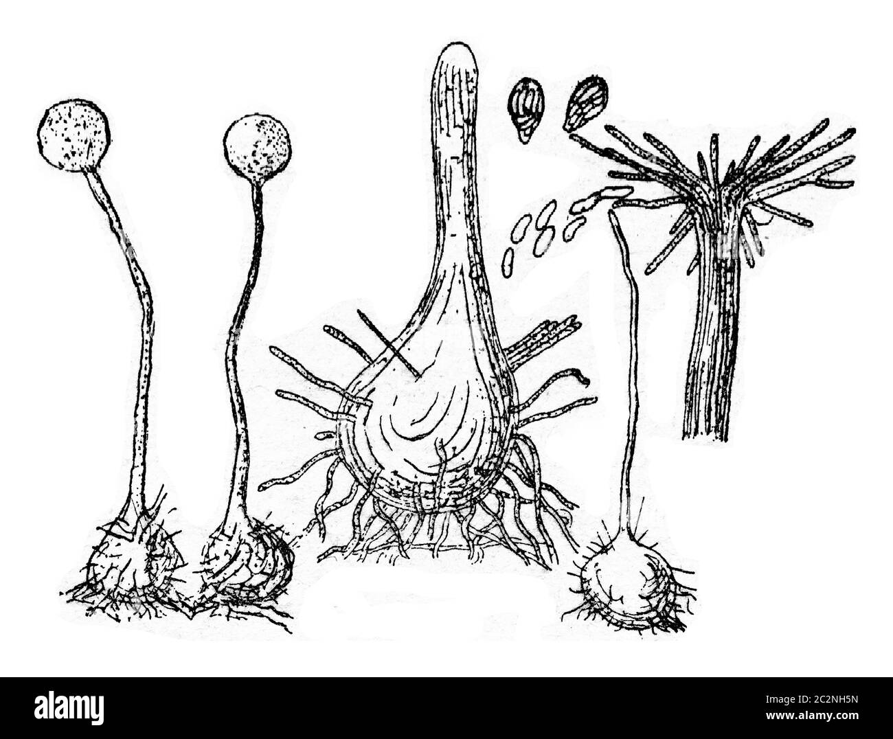 Perithecium hi-res stock photography and images - Alamy