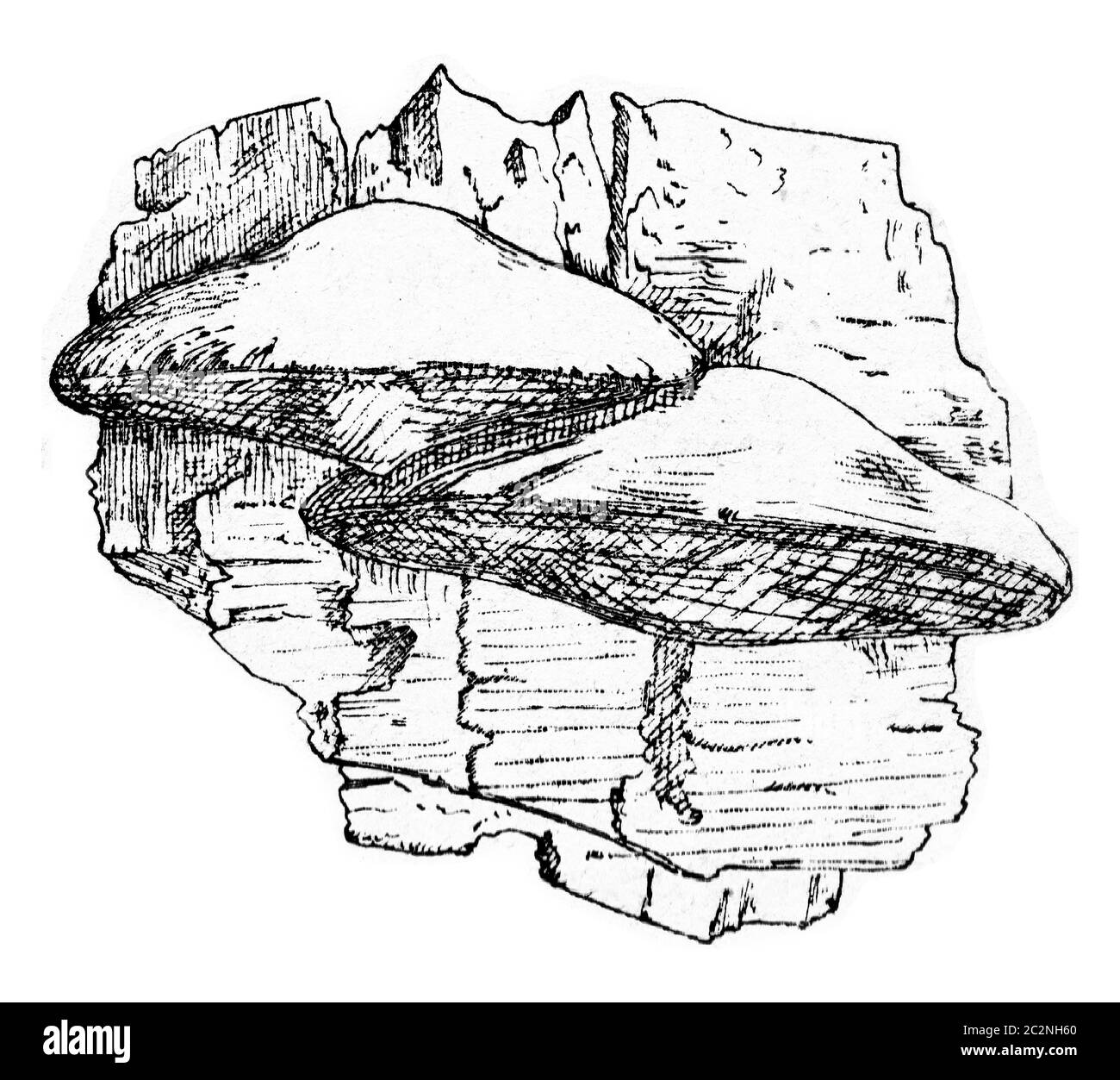 Polyporus betulinus, vintage engraved illustration Stock Photo - Alamy