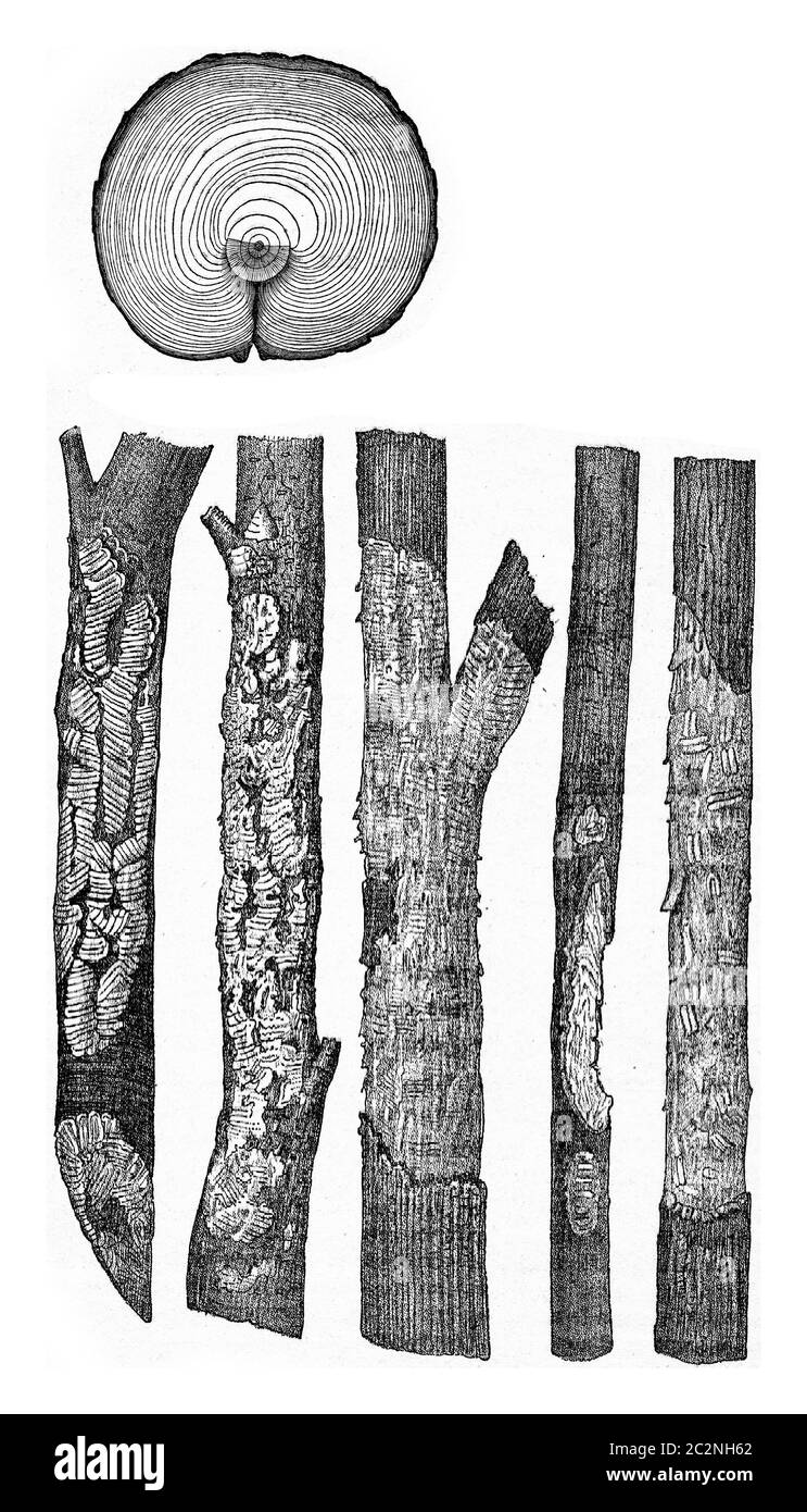 Tree cross section drawing hi-res stock photography and images - Alamy