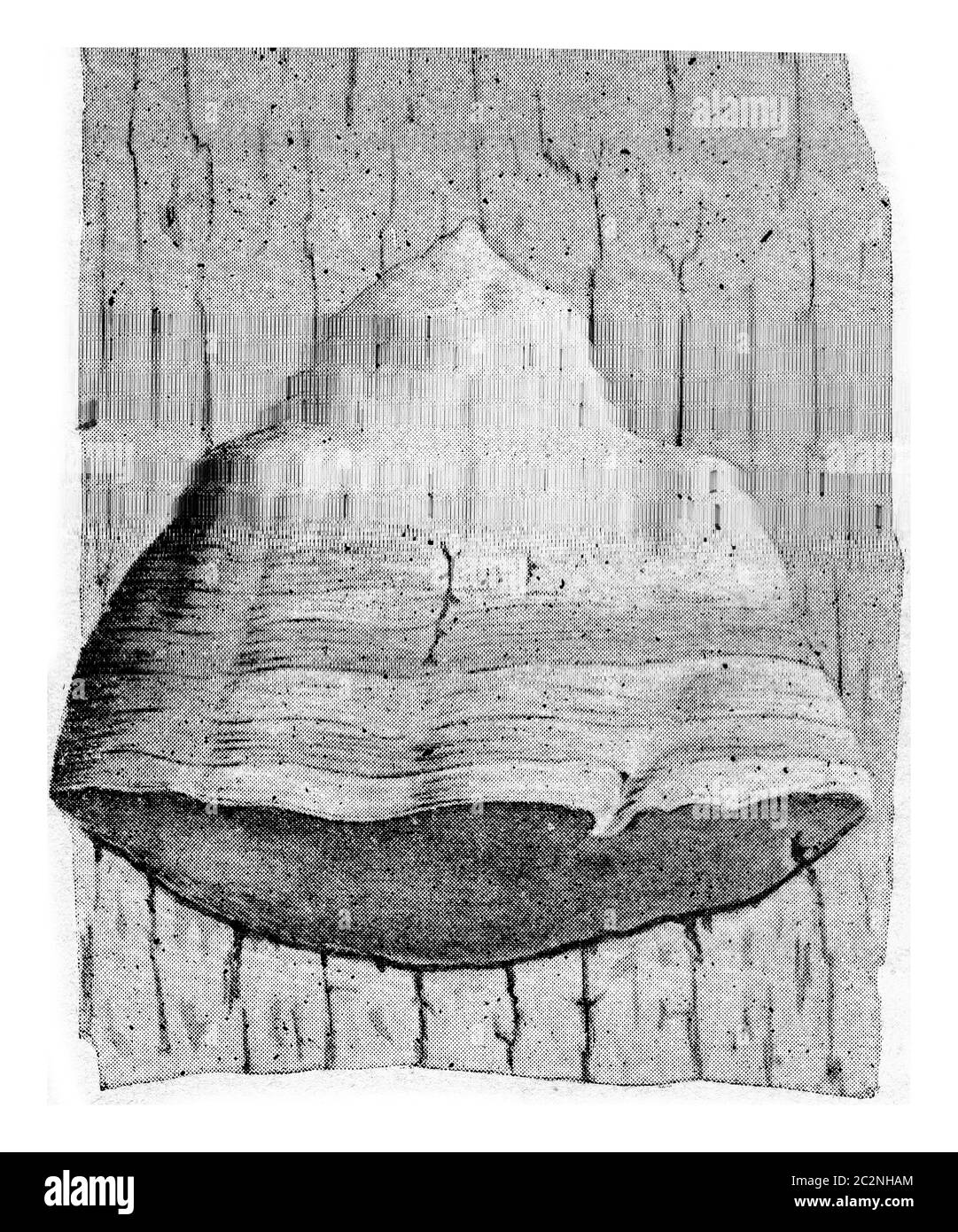 Polyporus fomentarius, vintage engraved illustration Stock Photo - Alamy