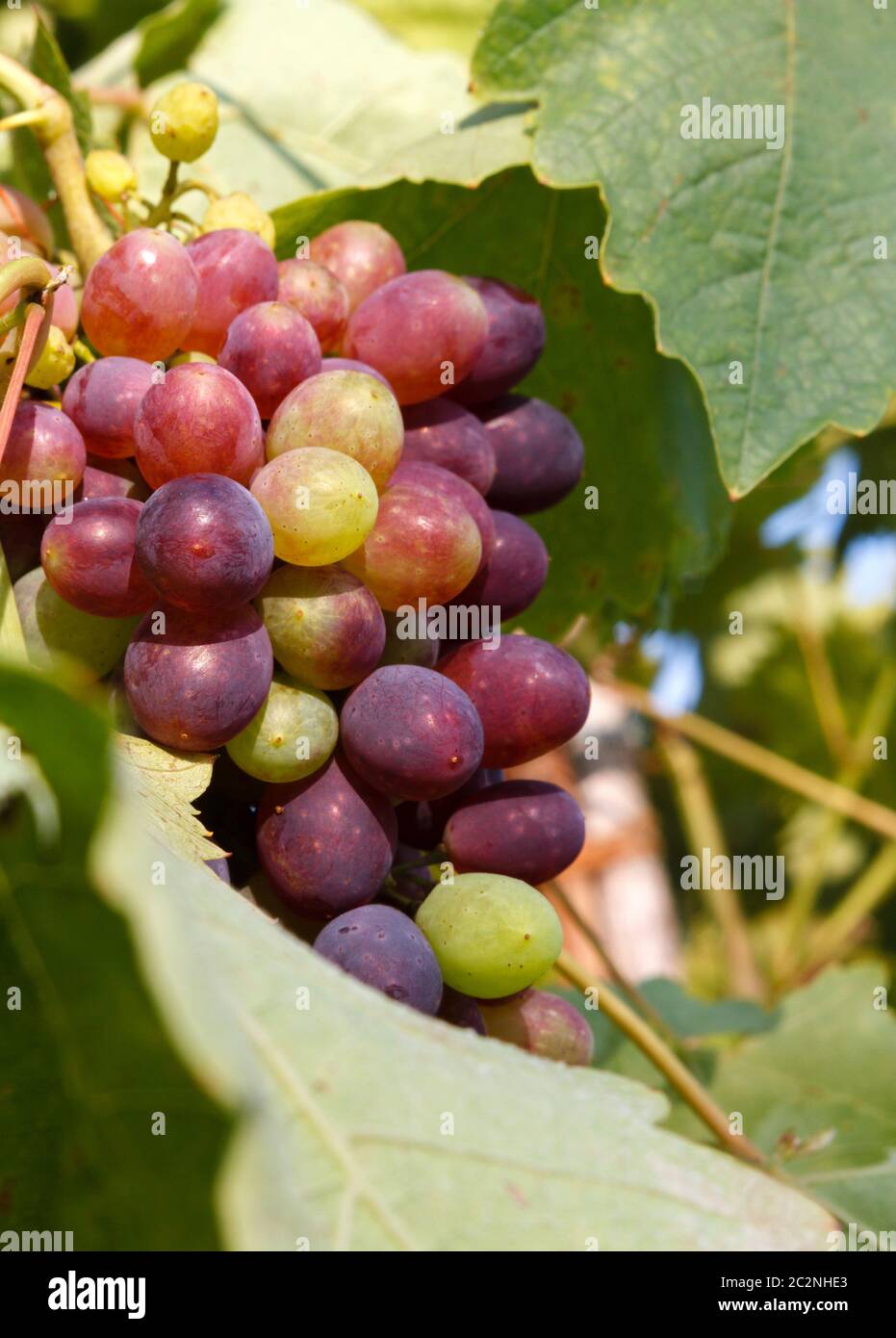 Stylized grapes hi-res stock photography and images - Alamy