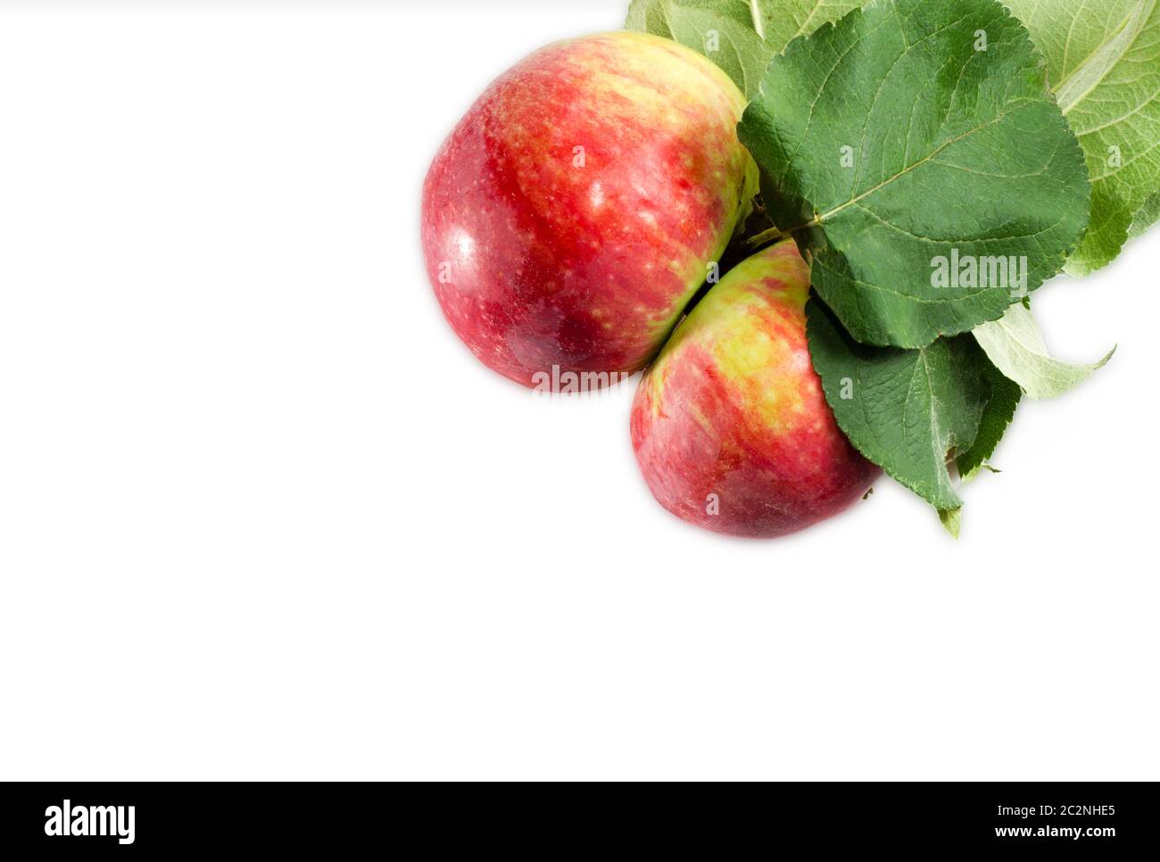 Two ripe apples Stock Photo - Alamy