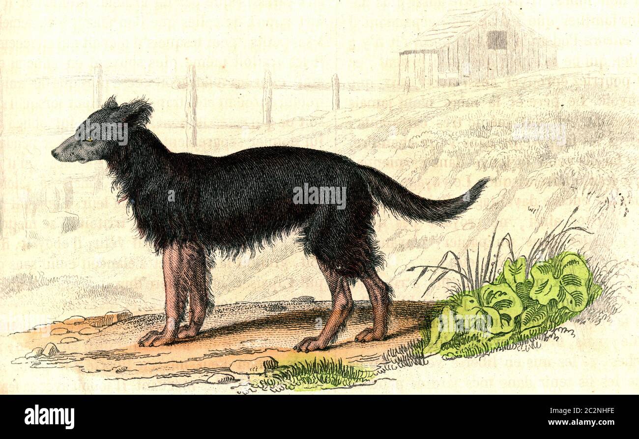 The Shepherd Dog, vintage engraved illustration. From Buffon Complete ...