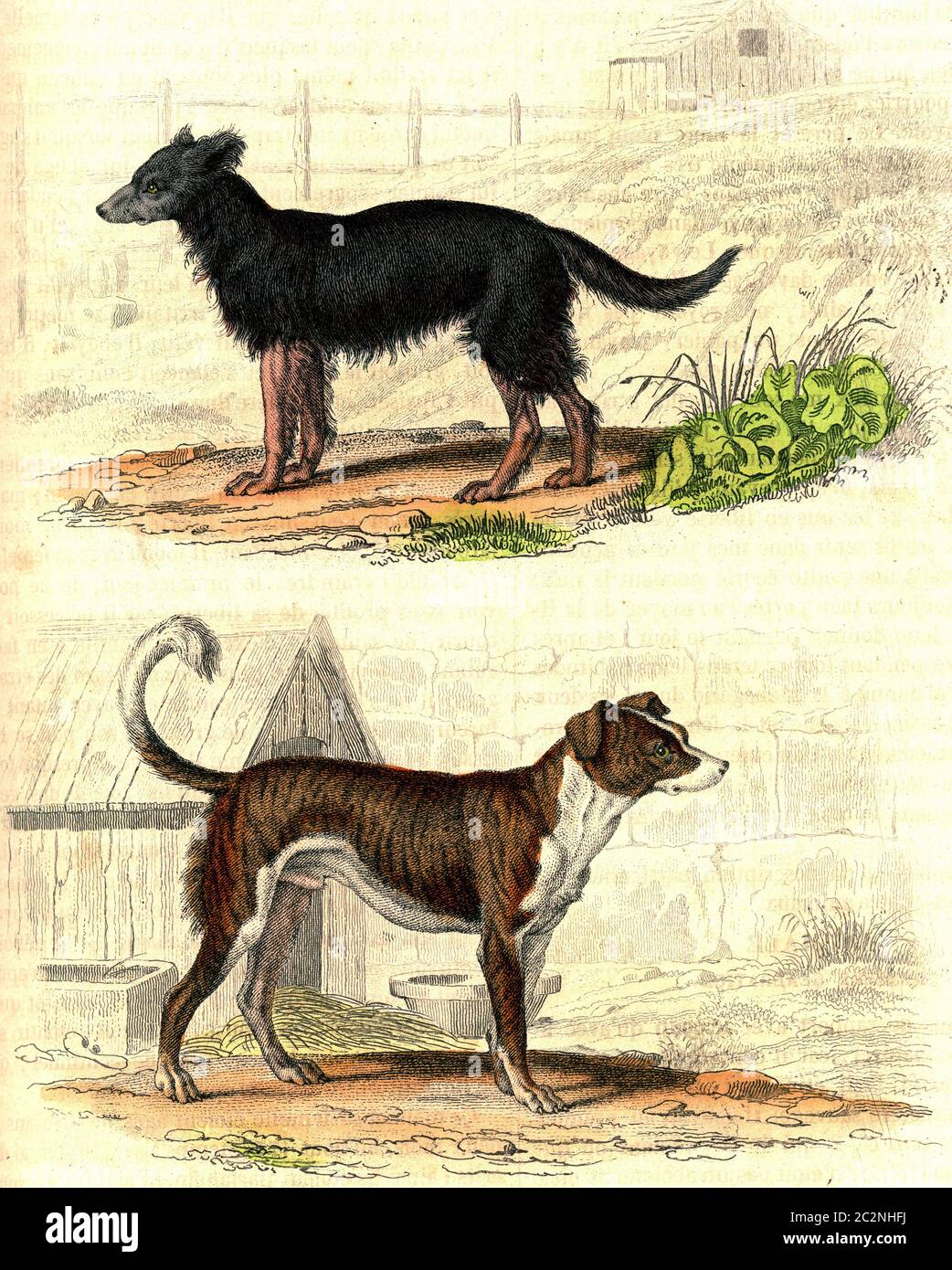 The Shepherd Dog, Watchdog, vintage engraved illustration. From Buffon ...