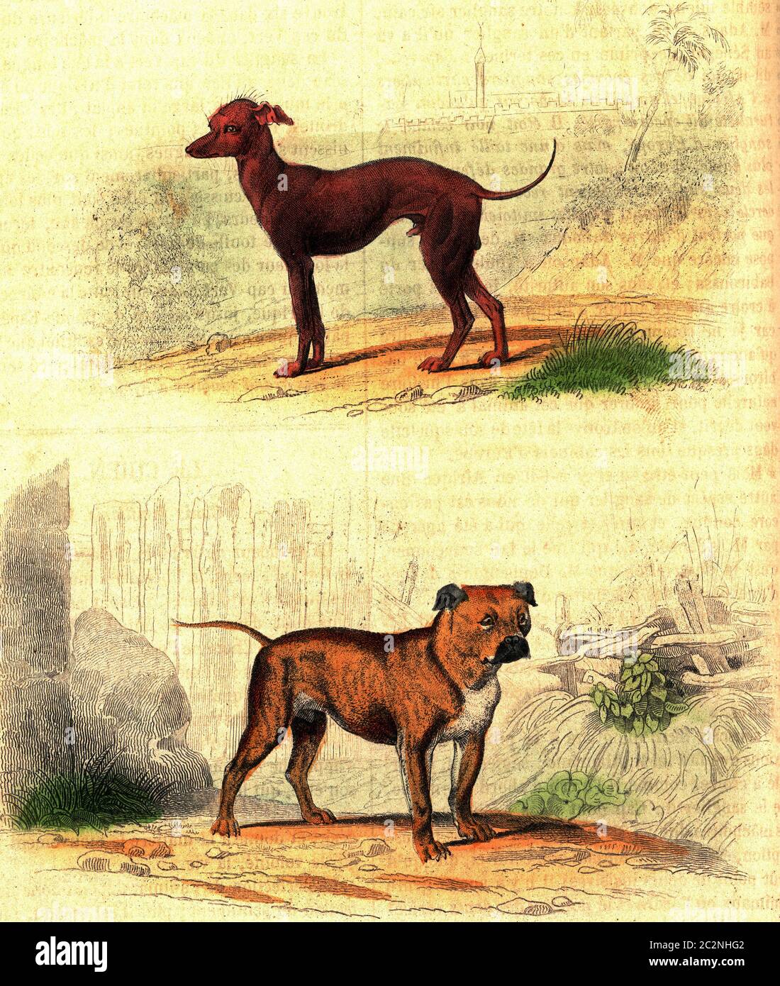 Turkish Dog, The Mastiff, vintage engraved illustration. From Buffon ...