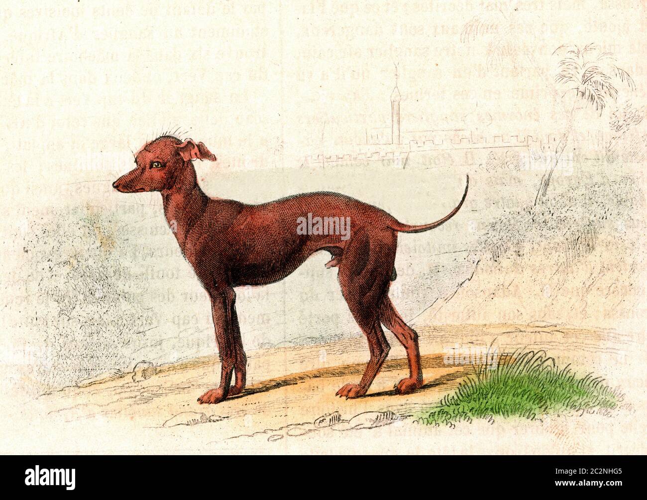 Turkish Dog, vintage engraved illustration. From Buffon Complete Work ...