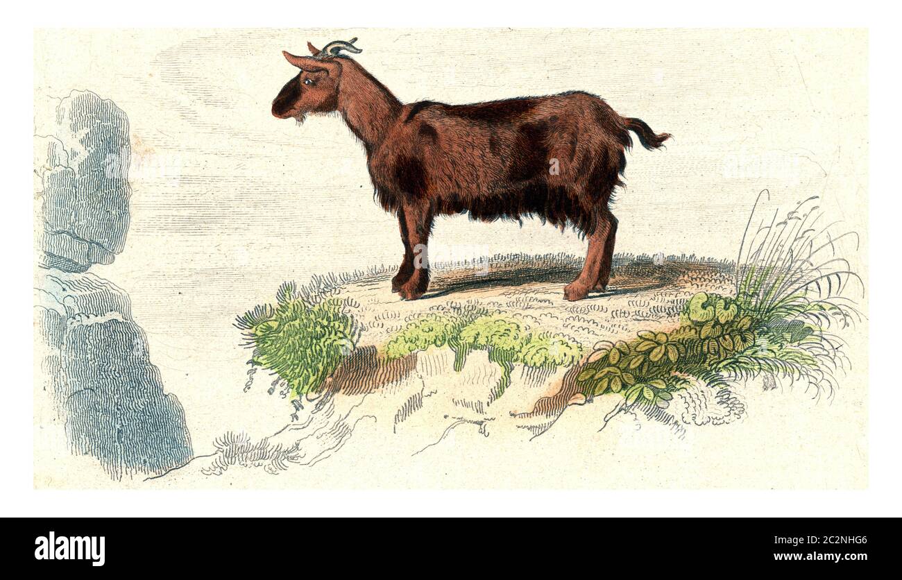 Goat of Judah, vintage engraved illustration. From Buffon Complete Work ...