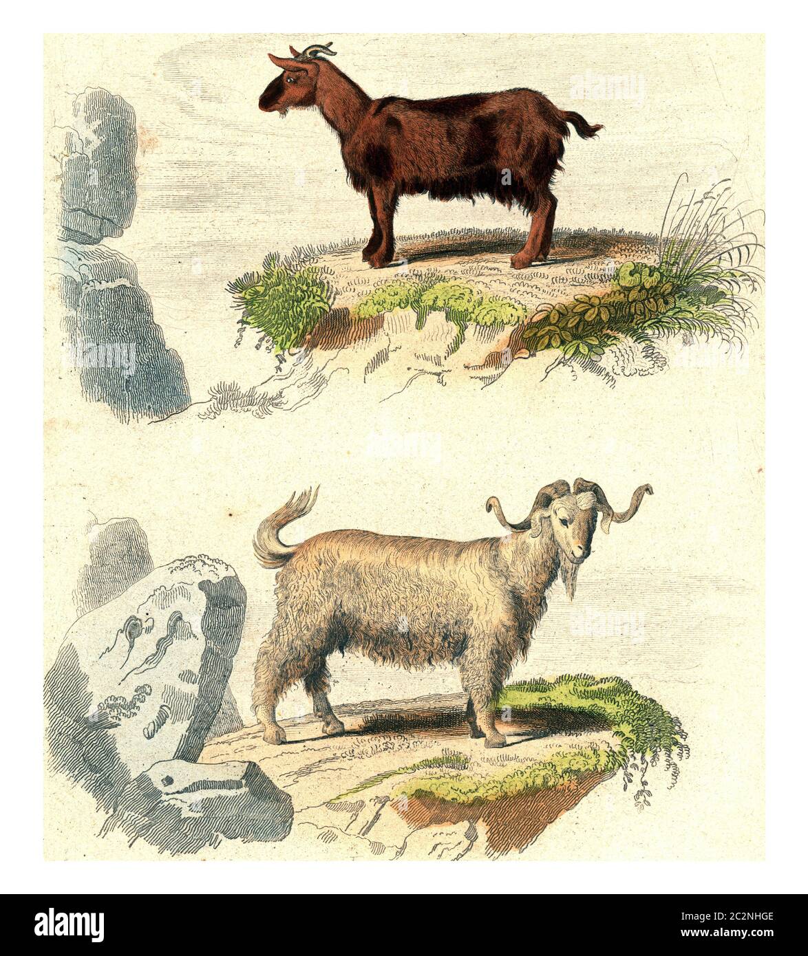 Goat of Judah, Goat of Syria, vintage engraved illustration. From ...