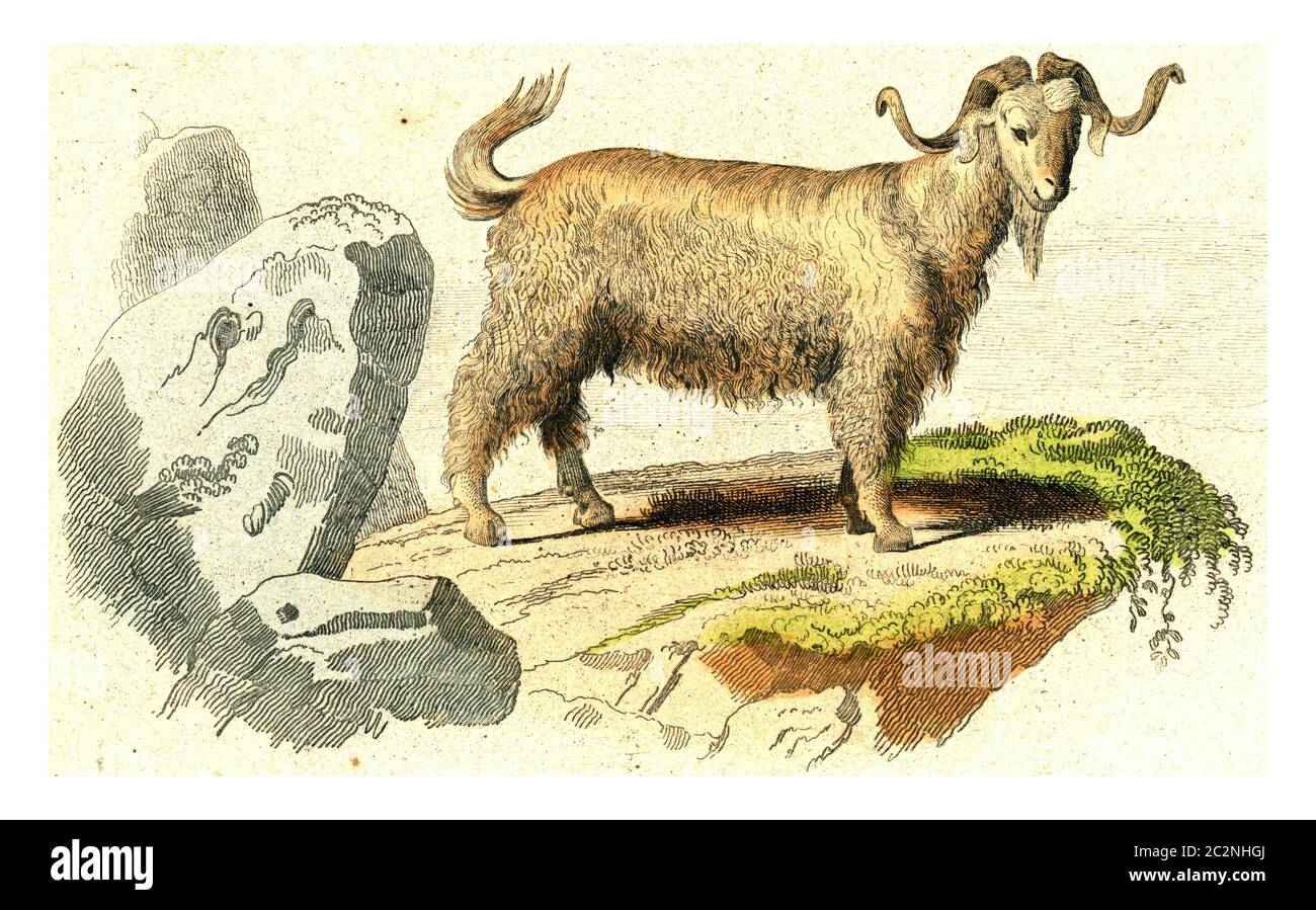 Goat of Syria, vintage engraved illustration. From Buffon Complete Work ...