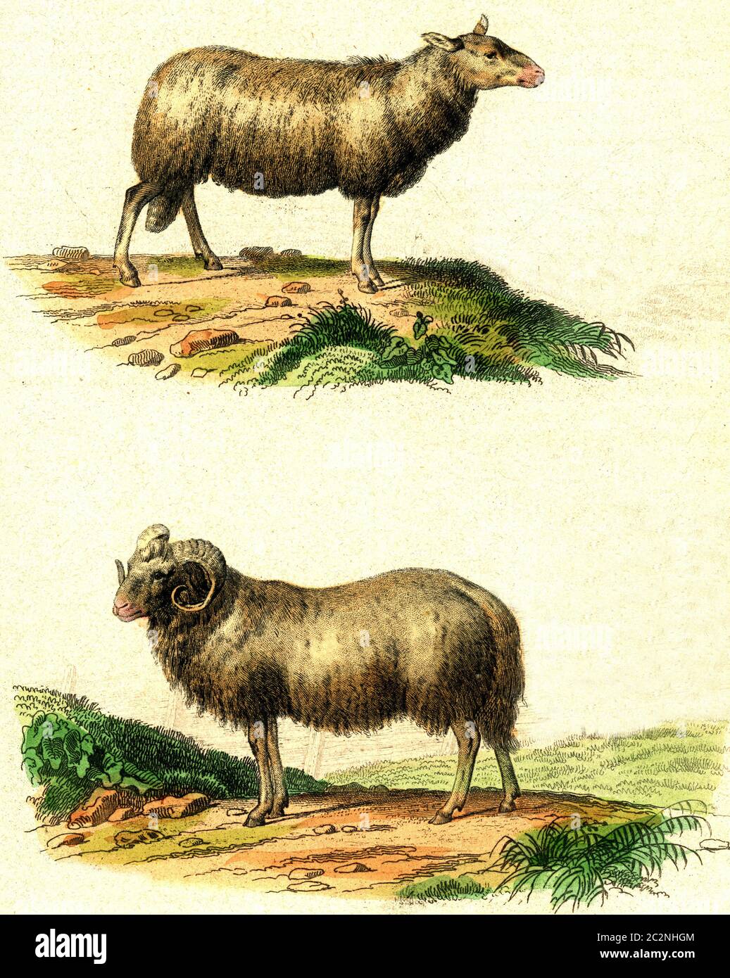 Vintage Sheep Illustration Sheep Lamb Vintage Art Free Stock Photo