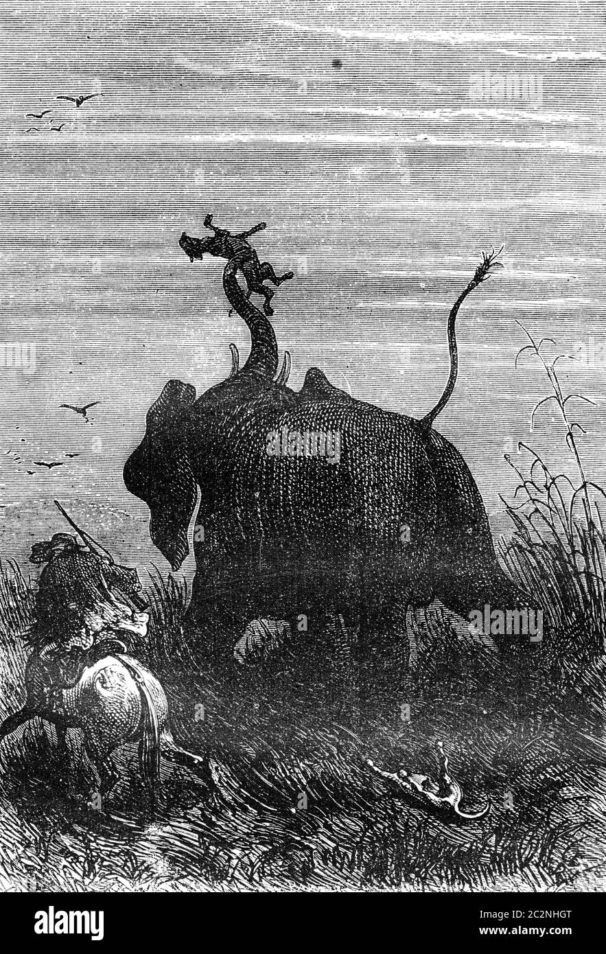 Shook it in the air, vintage engraved illustration. Jules Verne 3 ...