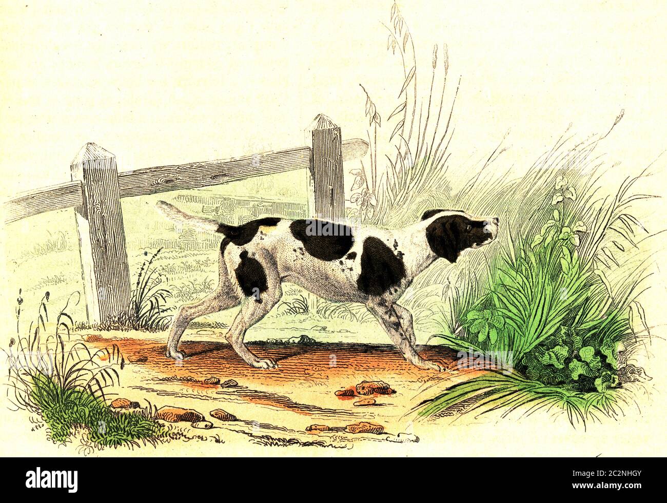 The Sleeping Dog, vintage engraved illustration. From Buffon Complete ...