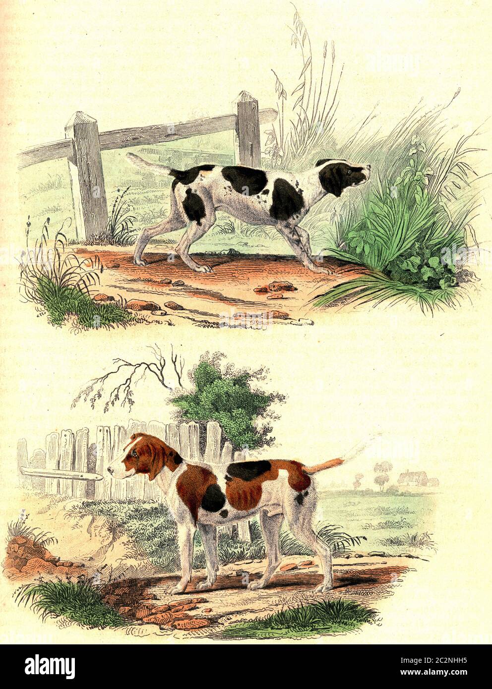 The Sleeping Dog, The Common Dog, vintage engraved illustration. From ...