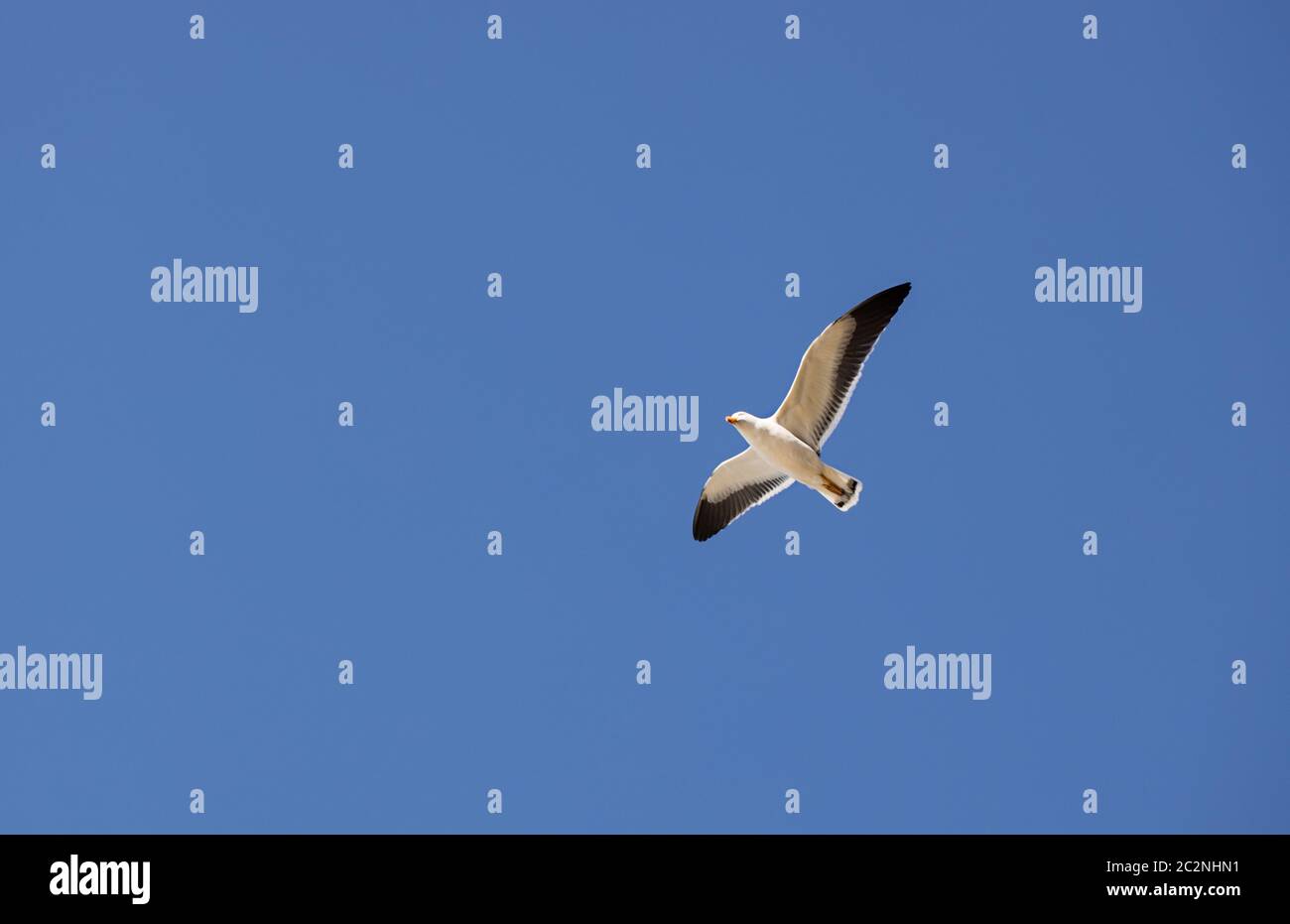 Pacific seagull hi-res stock photography and images - Alamy