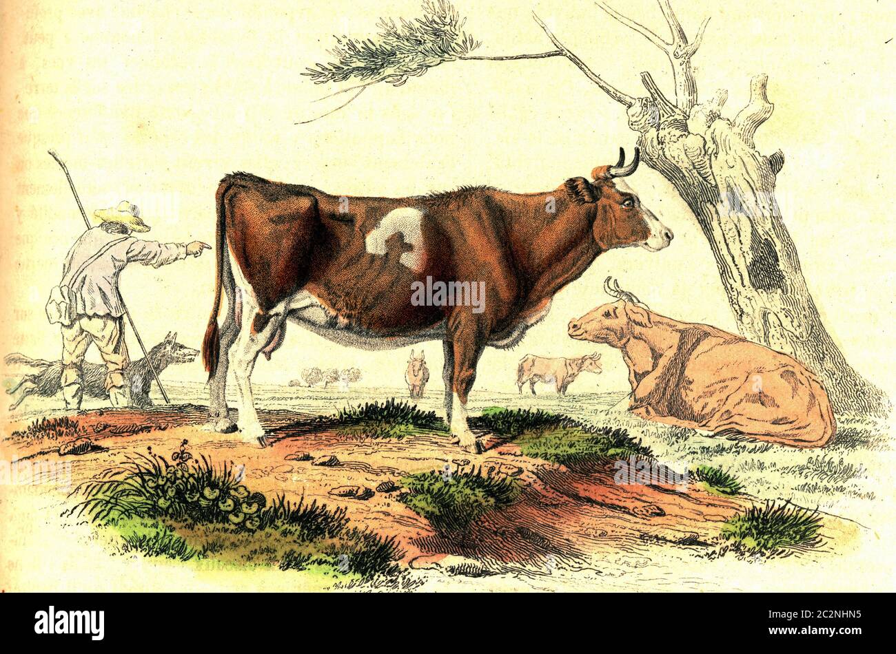The cow, vintage engraved illustration. From Buffon Complete Work Stock ...