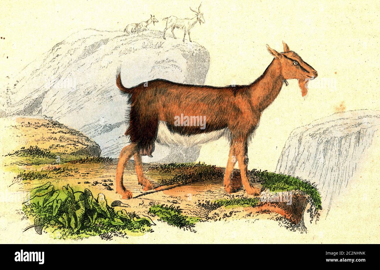 The goat, vintage engraved illustration. From Buffon Complete Work ...