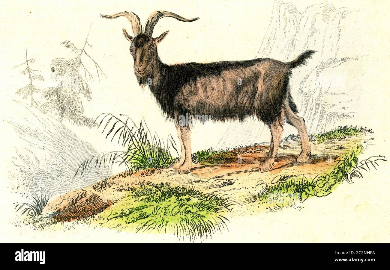 The goat, vintage engraved illustration. From Buffon Complete Work ...