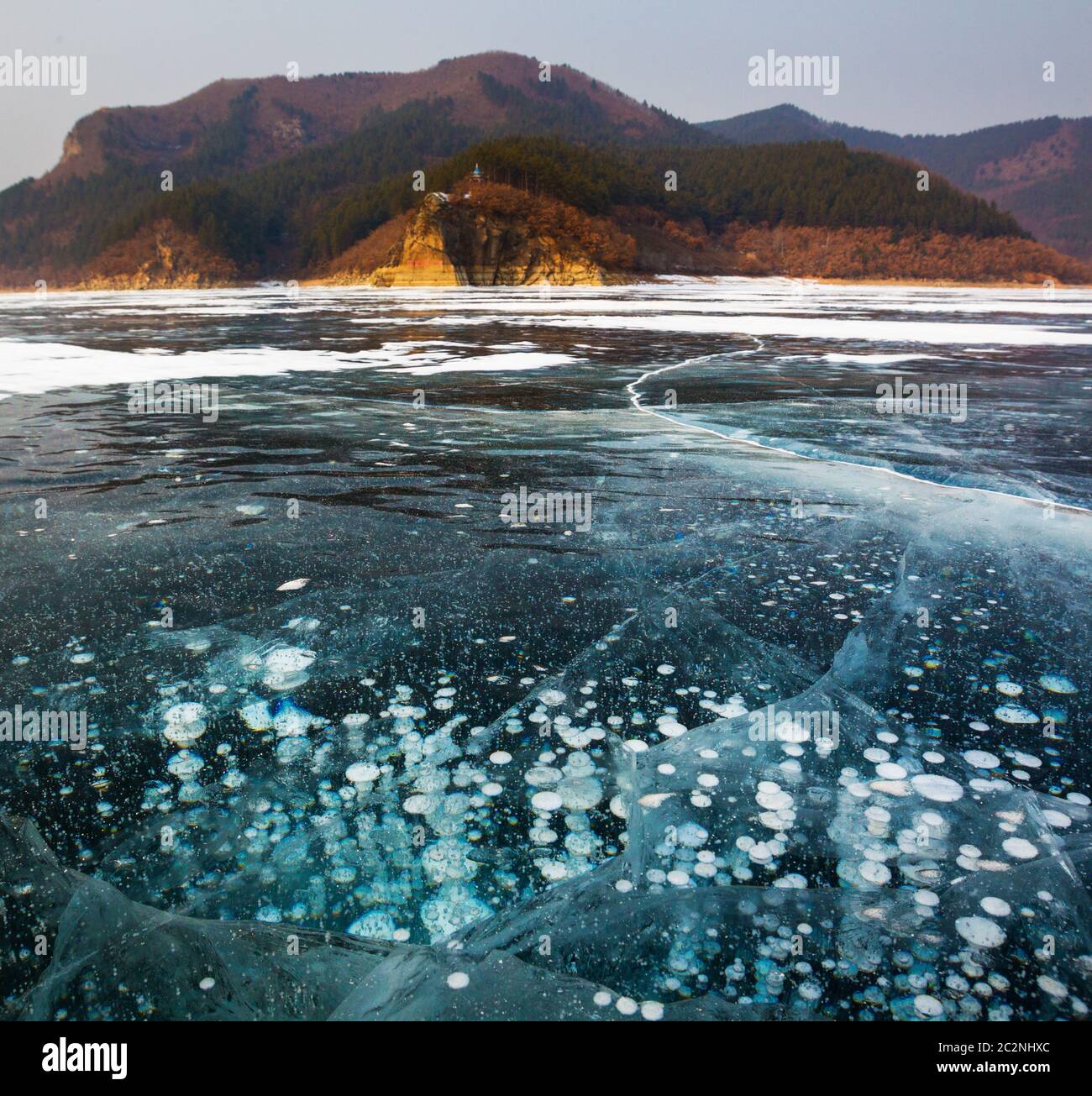 Snow lotus hi-res stock photography and images - Alamy