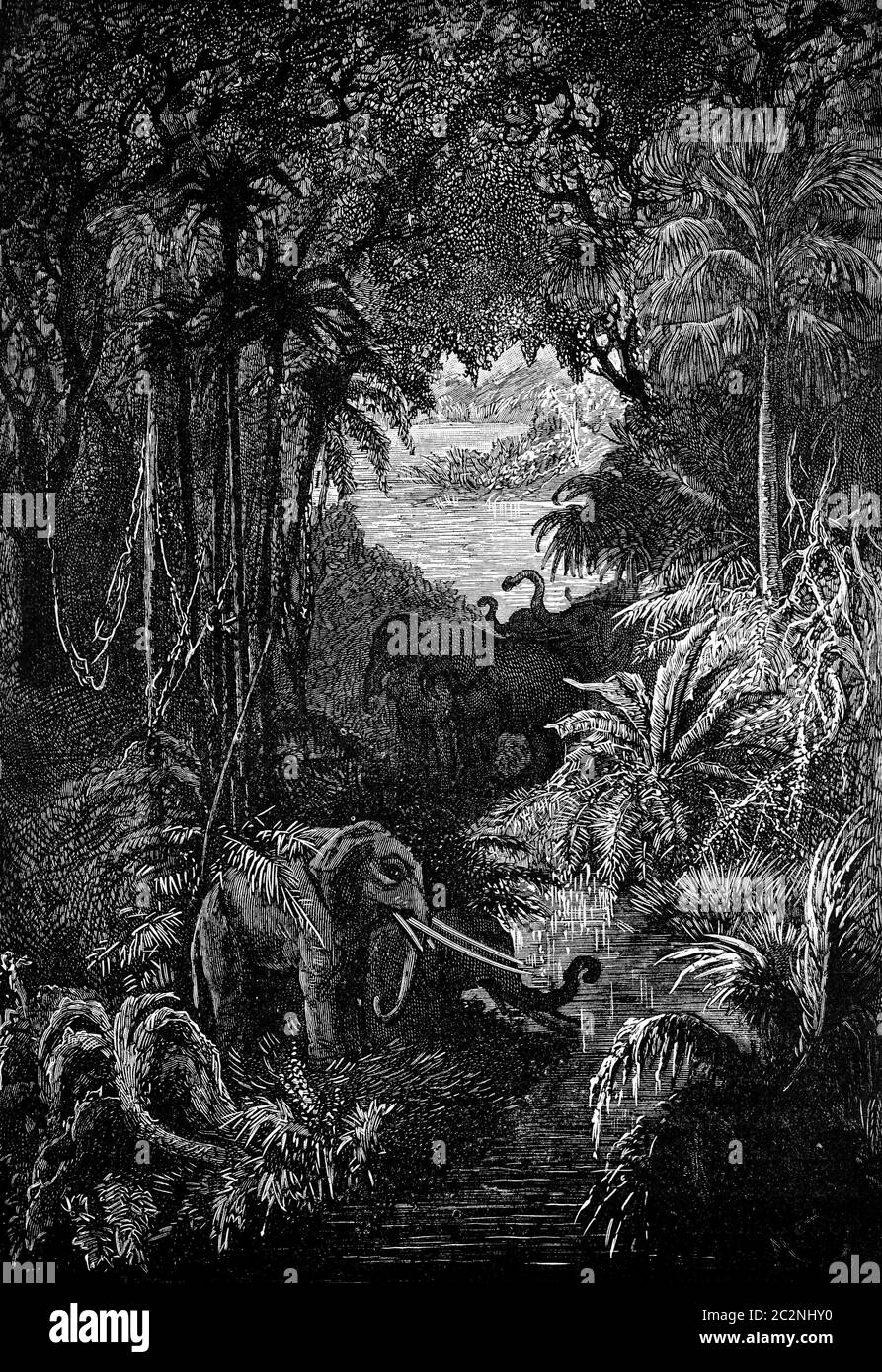 Wild and impenetrable forests, vintage engraved illustration. Earth ...