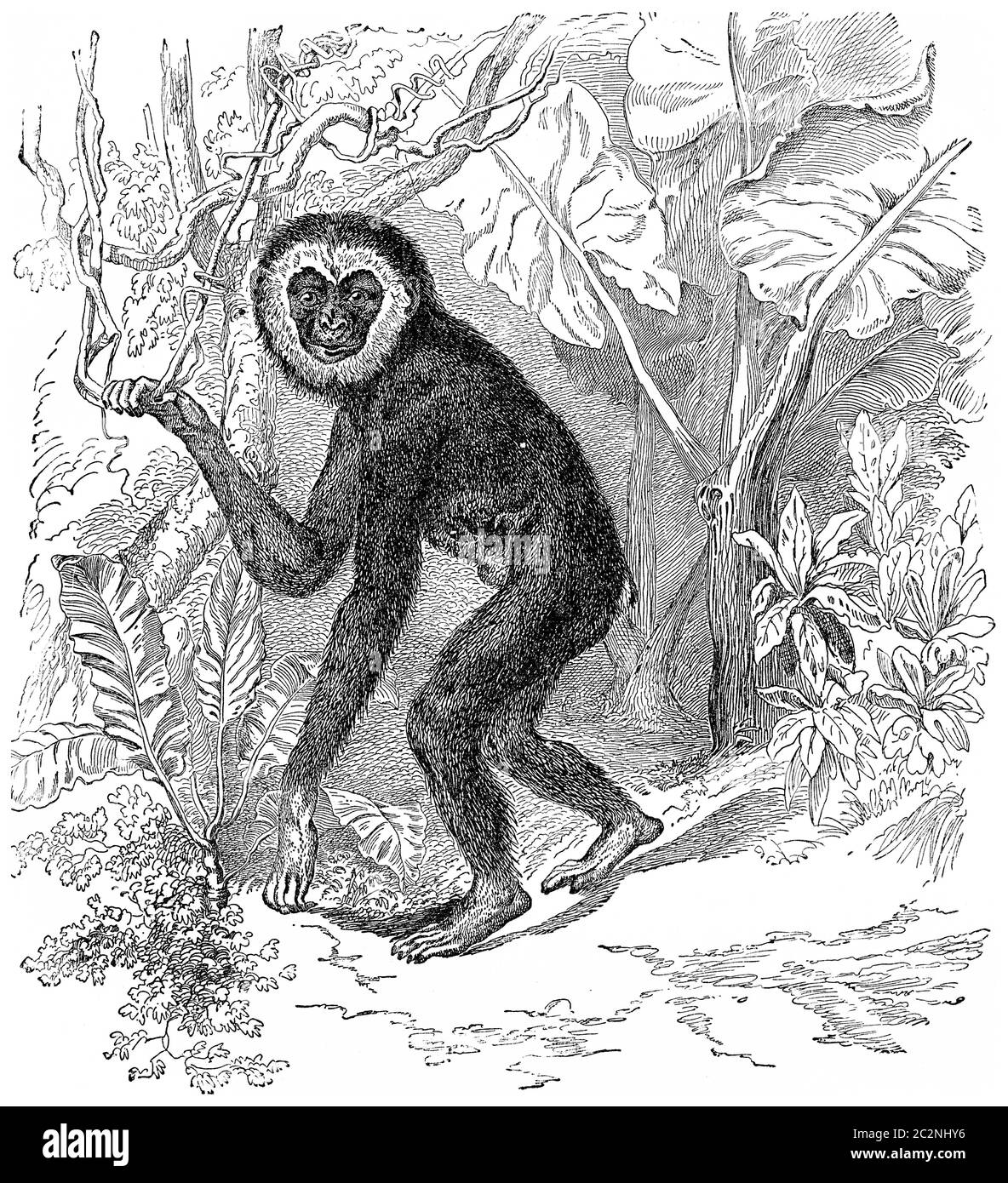 Gibbon, vintage engraved illustration. Earth before man – 1886 Stock ...