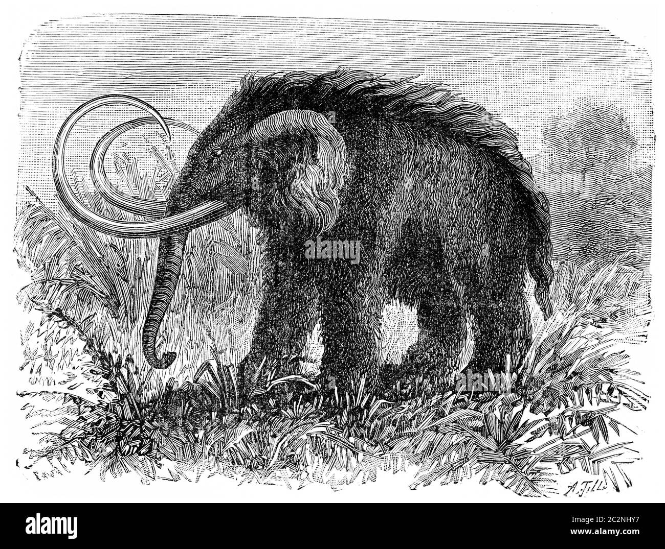 The mammoth, Elephas primigenius, vintage engraved illustration. Earth ...