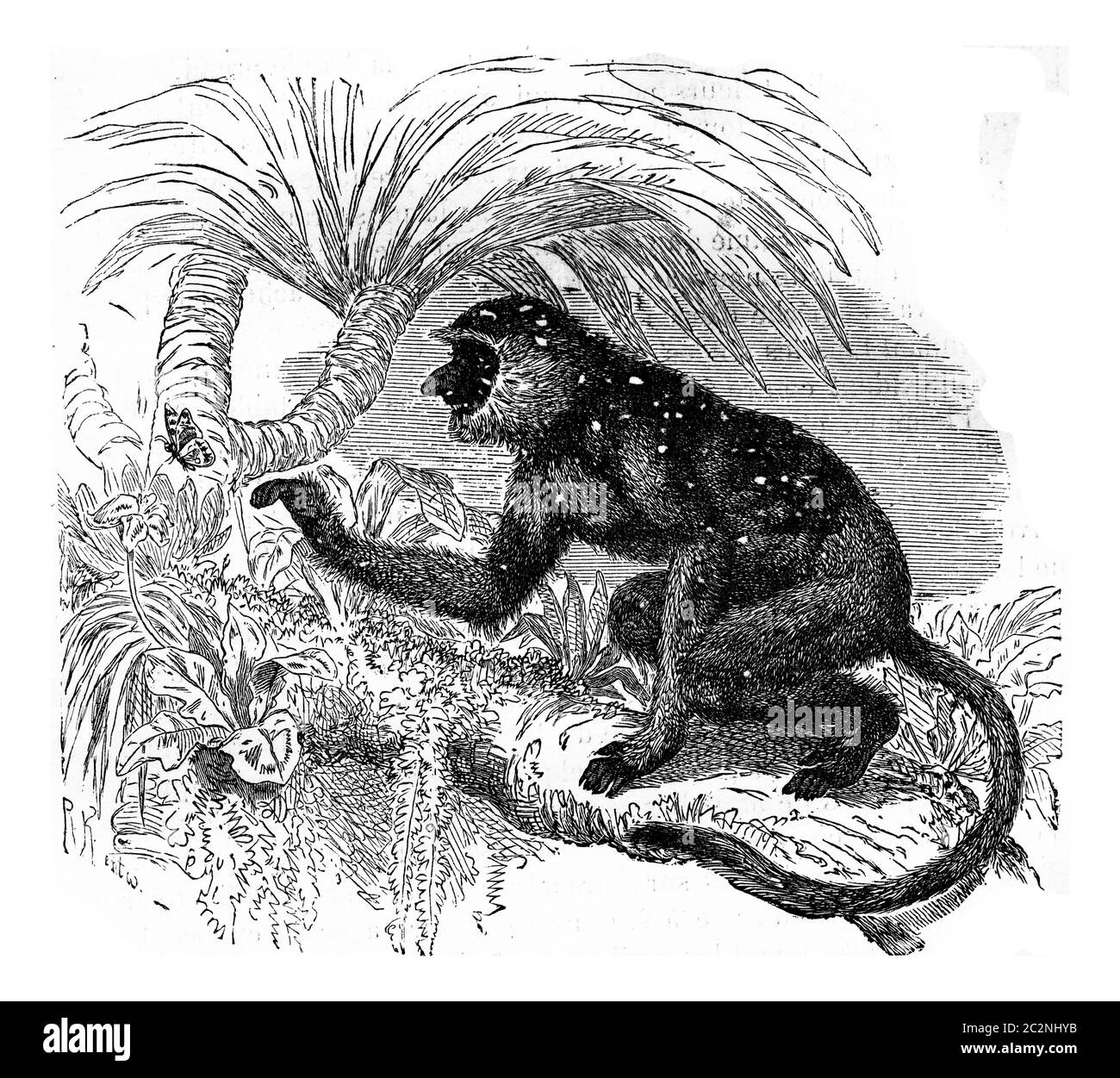 Proboscis monkey langur, vintage engraved illustration. Earth before ...