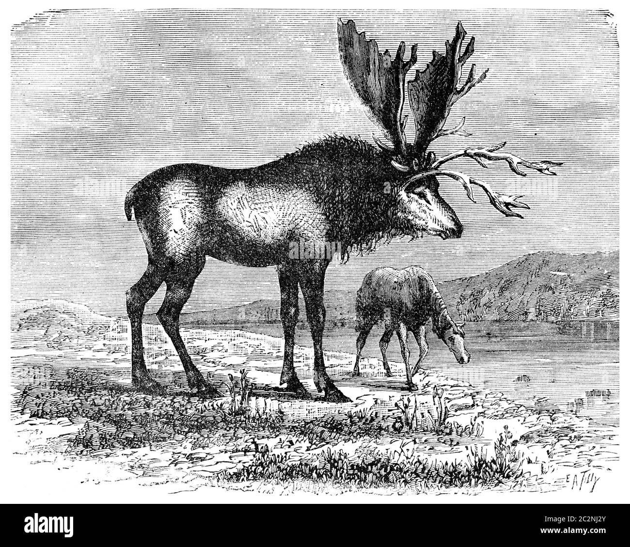 The Sivatherium, kite colossus Pliocene time, vintage engraved ...