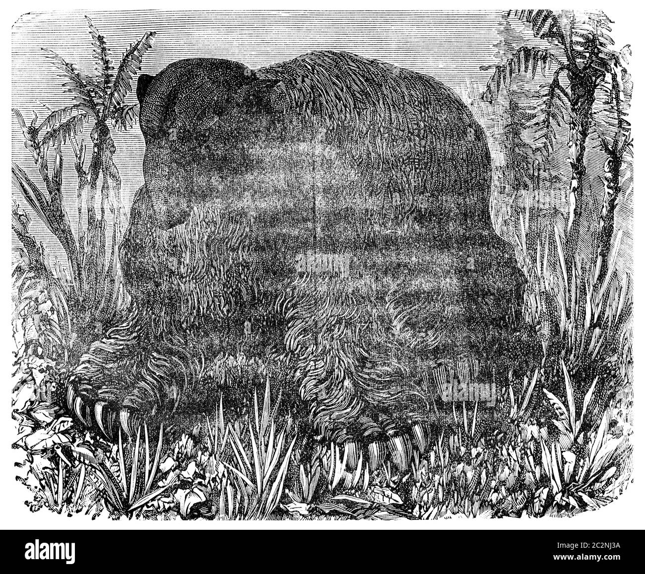 The Megatherium (Pliocene period of South America), vintage engraved ...