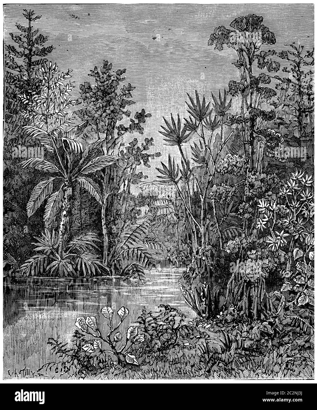 Plant landscape cretaceous period hi-res stock photography and images ...