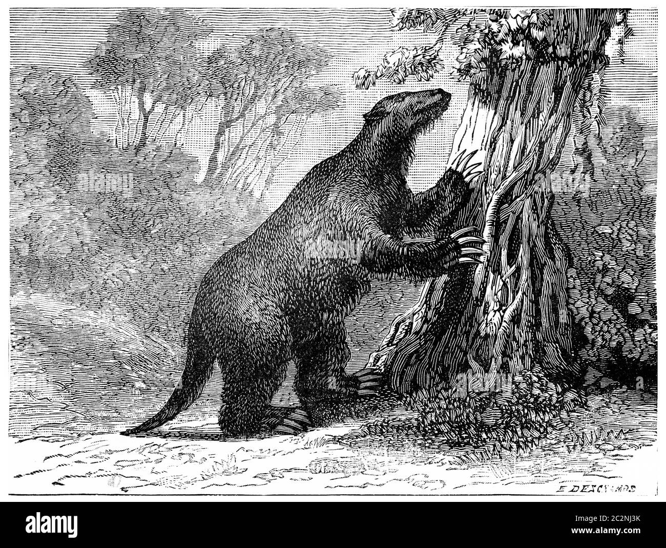 The mylodon (Pliocene period of South America), vintage engraved ...