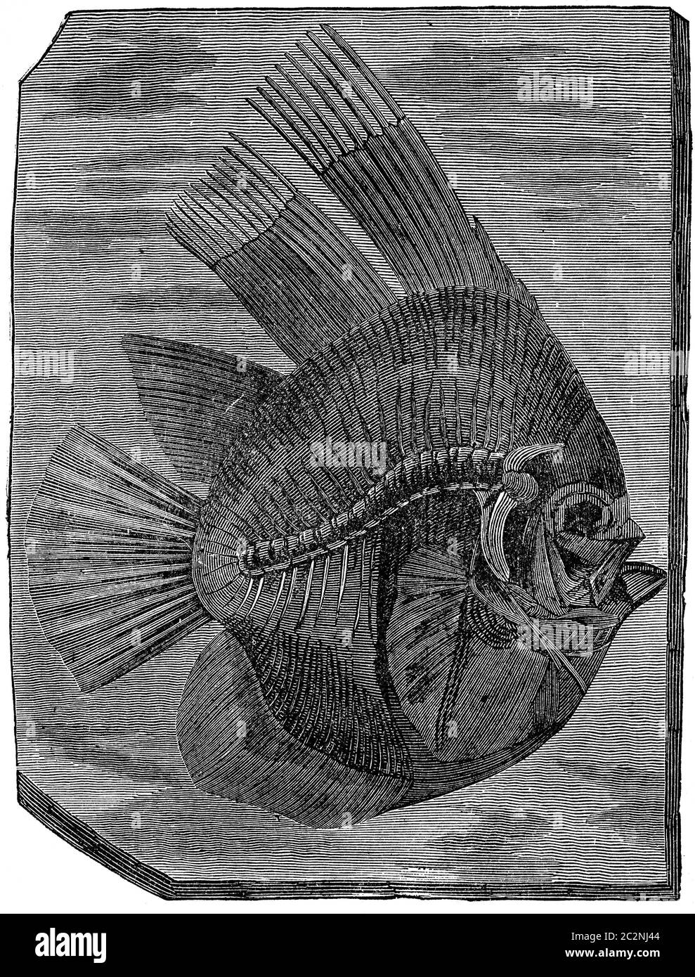 Batfish altissimus, The fish of the Eocene period, vintage engraved ...