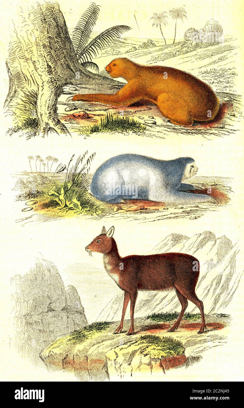 Giant Sloth, Maned Sloth and Musk, vintage engraved illustration. From ...