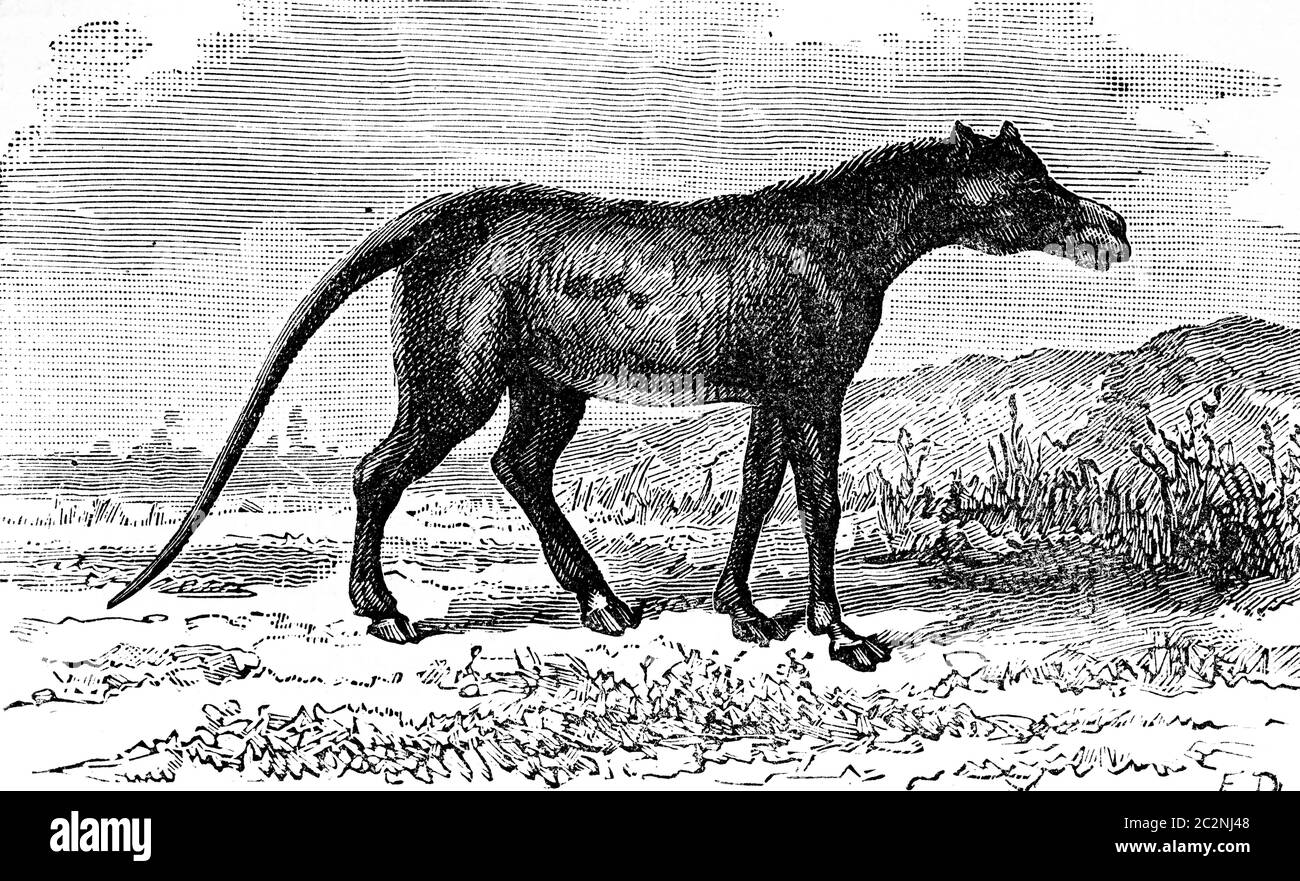 Anoplotherium, mammal pachyderm of the Eocene period, vintage engraved ...