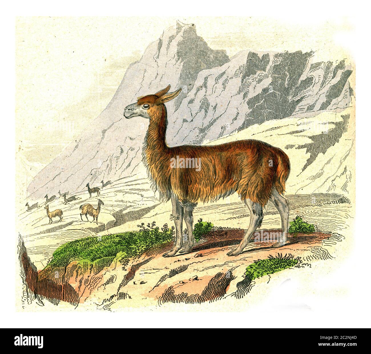 The Vicuña, vintage engraved illustration. From Buffon Complete Work ...